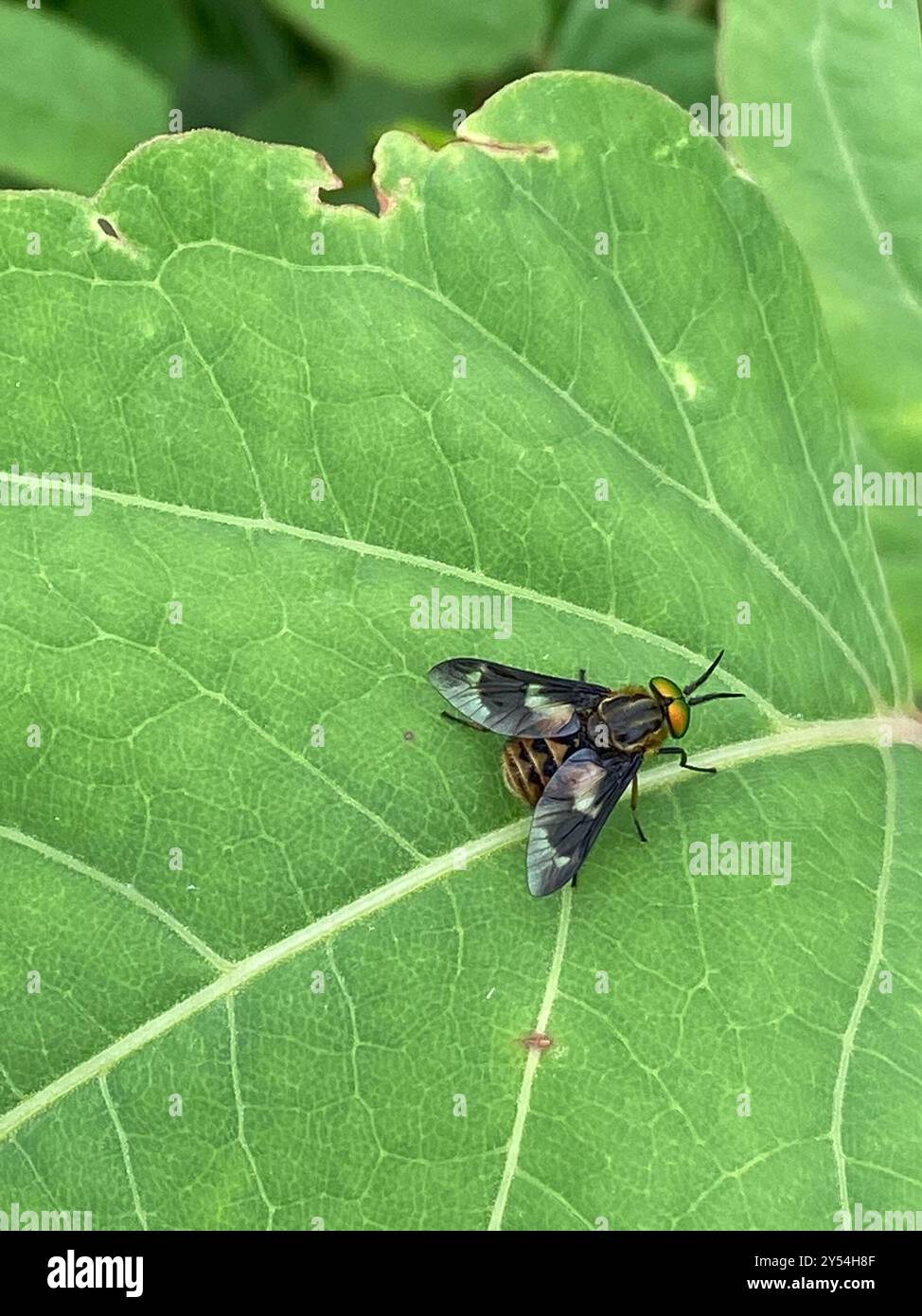 Twin-lobed Deer Fly (Chrysops relictus) Insecta Stock Photo - Alamy
