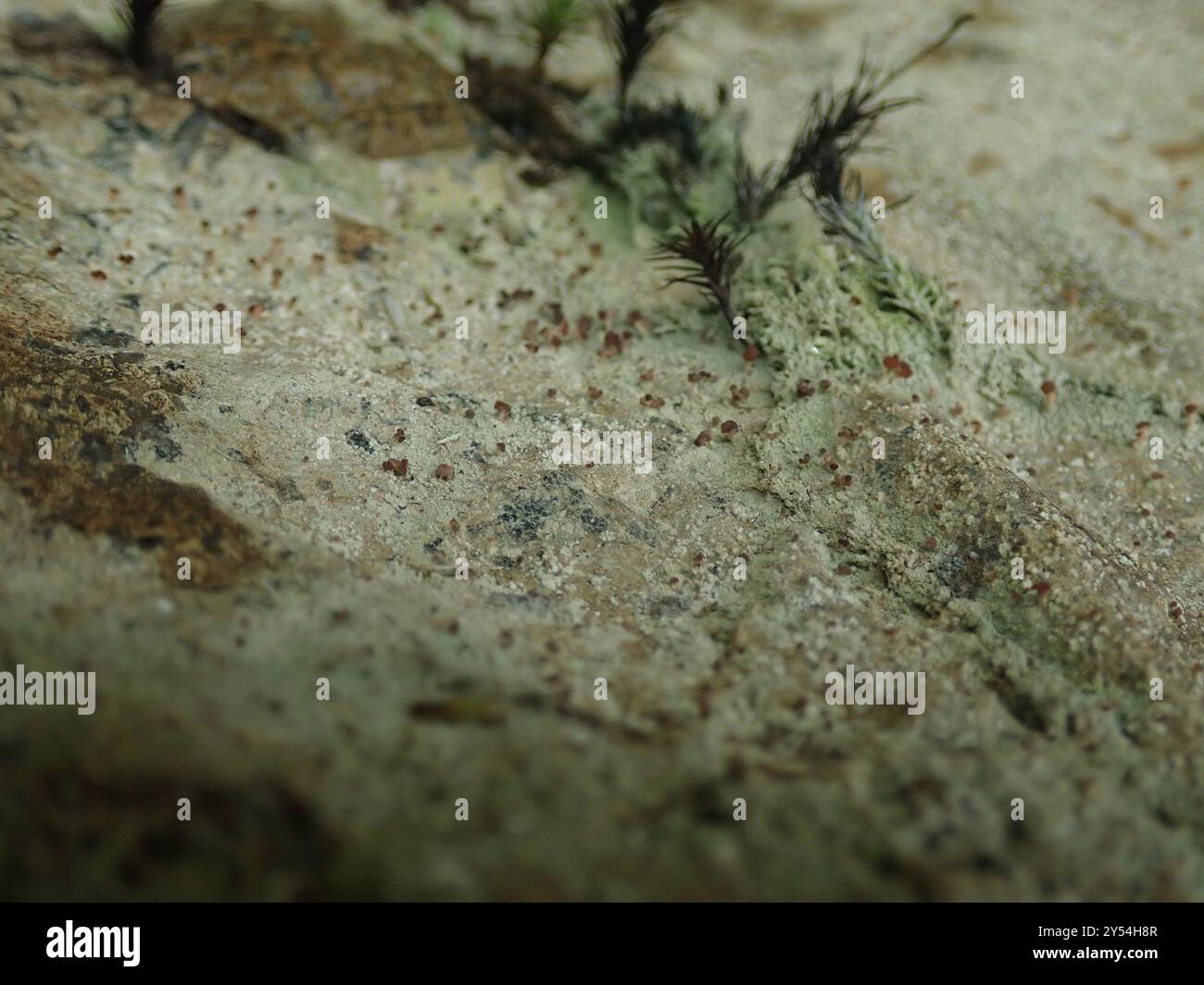 Brown Beret Lichen (Baeomyces rufus) Fungi Stock Photo - Alamy