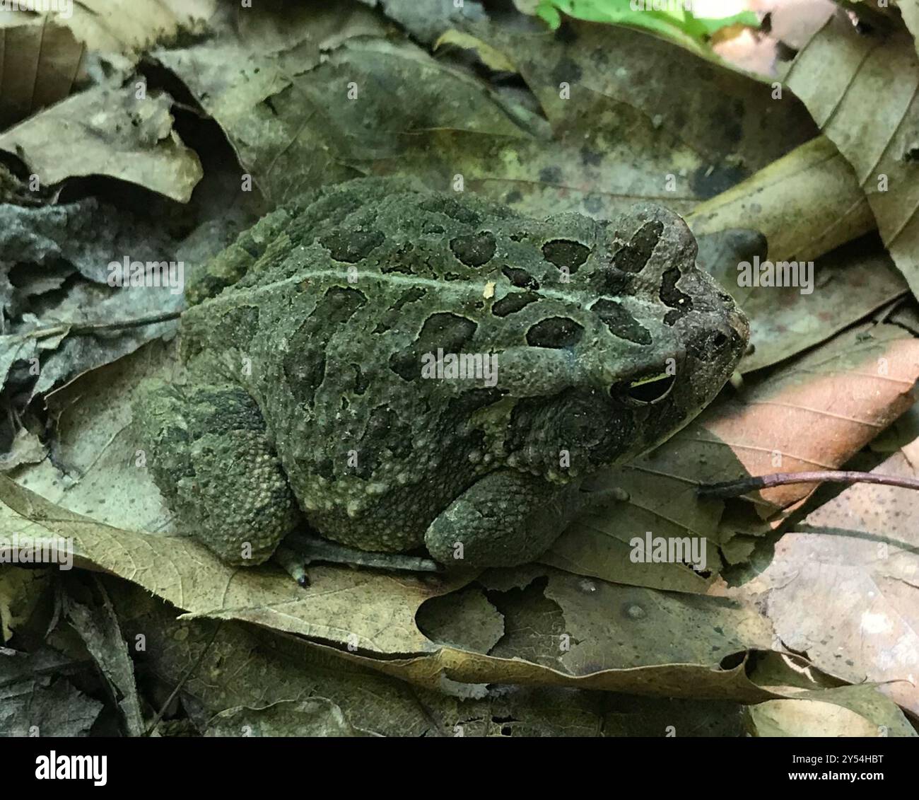 Fowler's Toad (Anaxyrus fowleri) Amphibia Stock Photo - Alamy