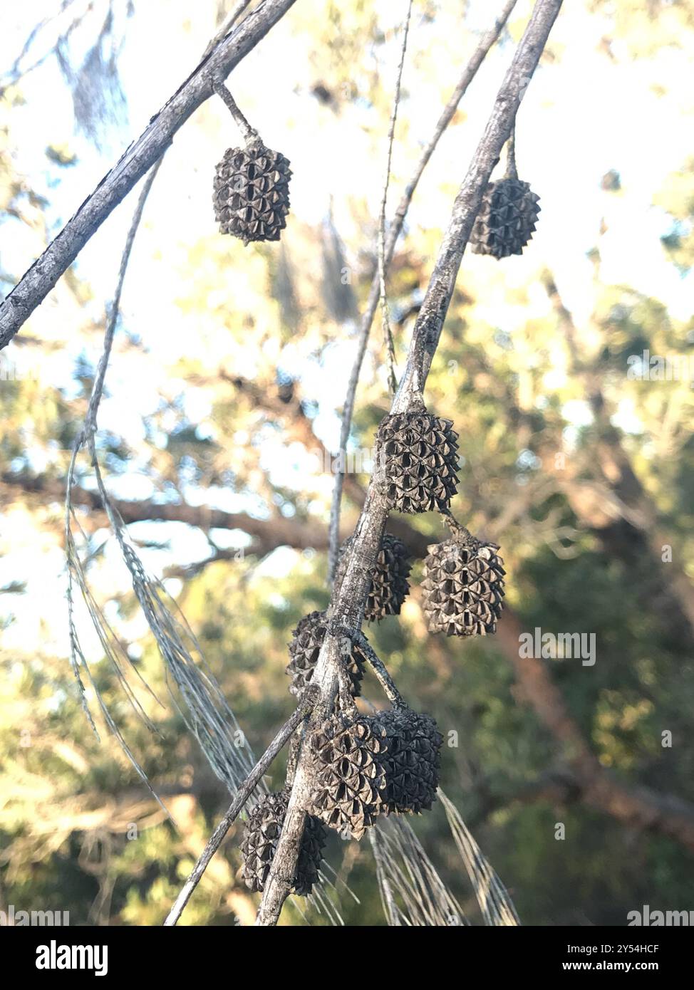 Black sheoak (Allocasuarina littoralis) Plantae Stock Photo - Alamy