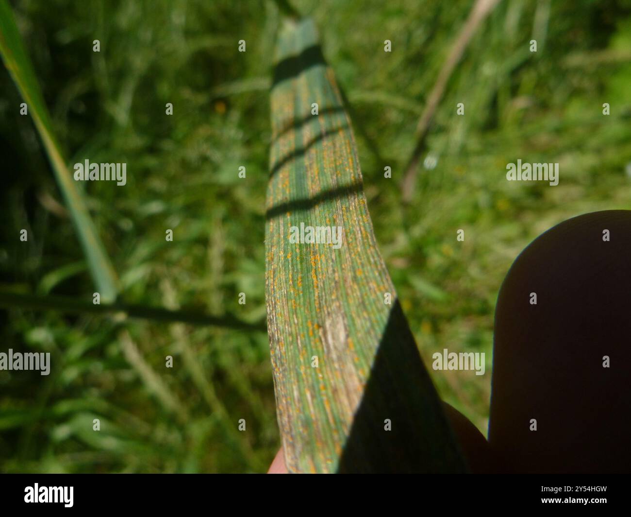 orange wheat rust (Puccinia recondita) Fungi Stock Photo - Alamy