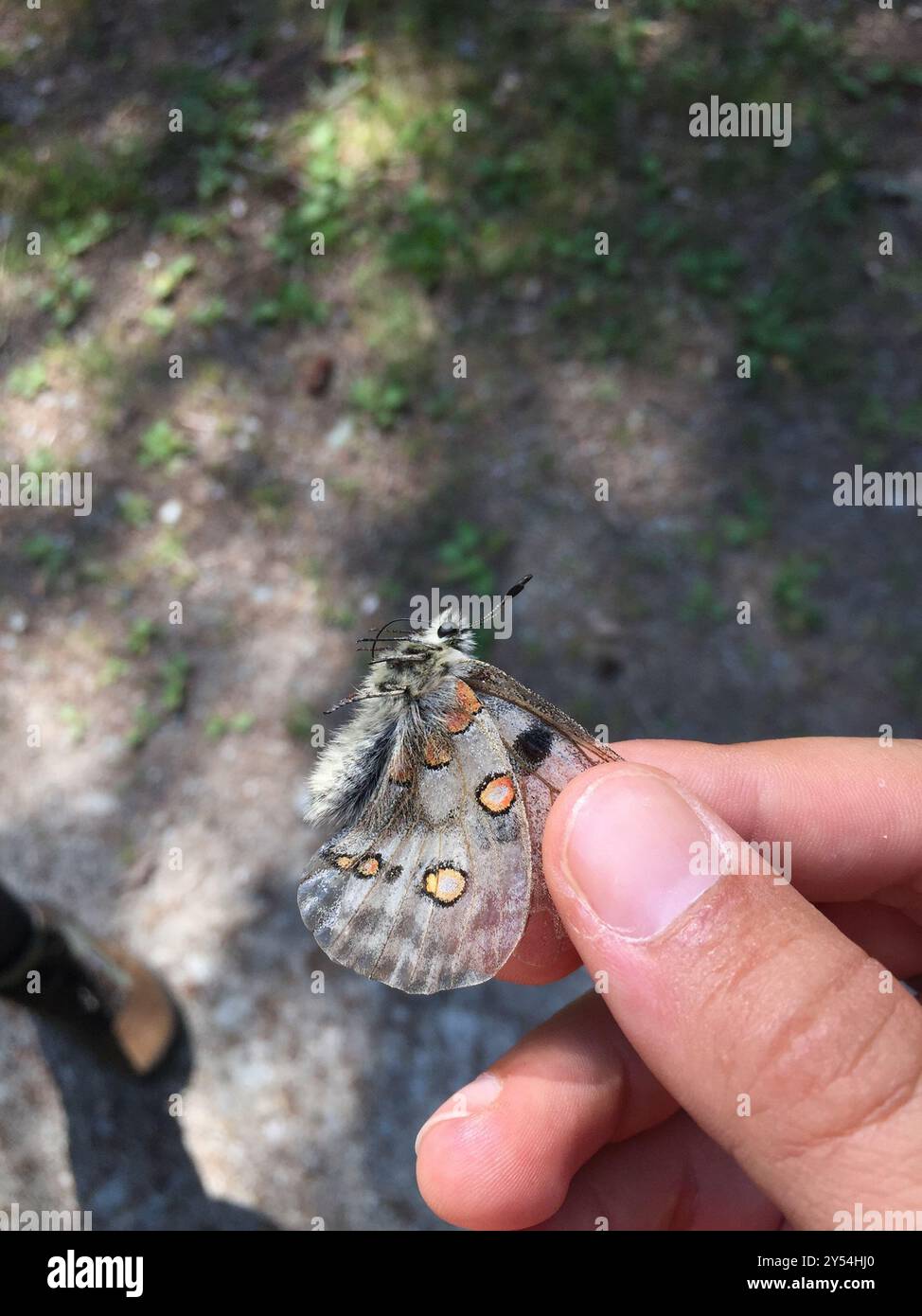 Apollo (Parnassius apollo) Insecta Stock Photo - Alamy