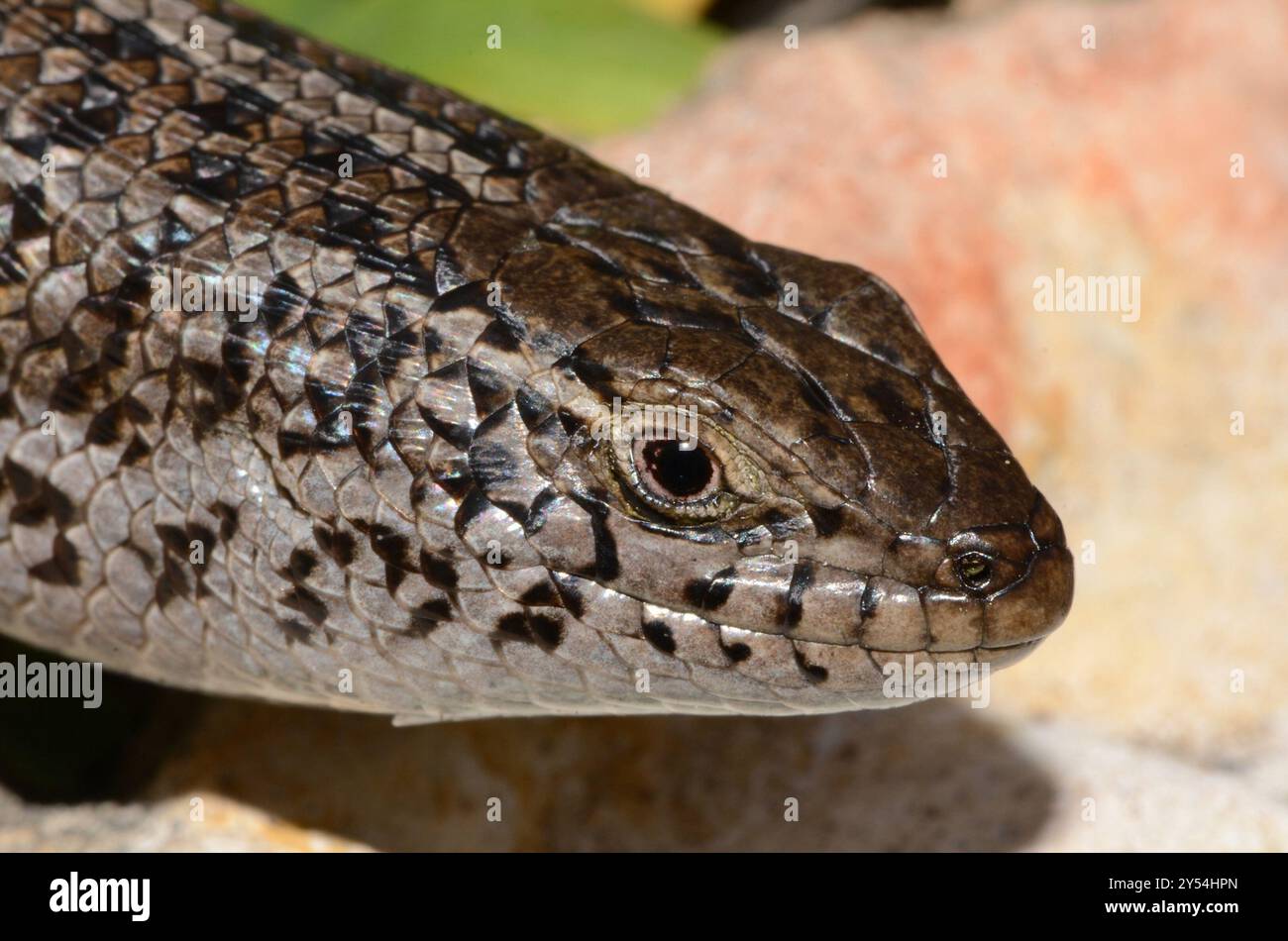 Cape Skink (Trachylepis capensis) Reptilia Stock Photo - Alamy