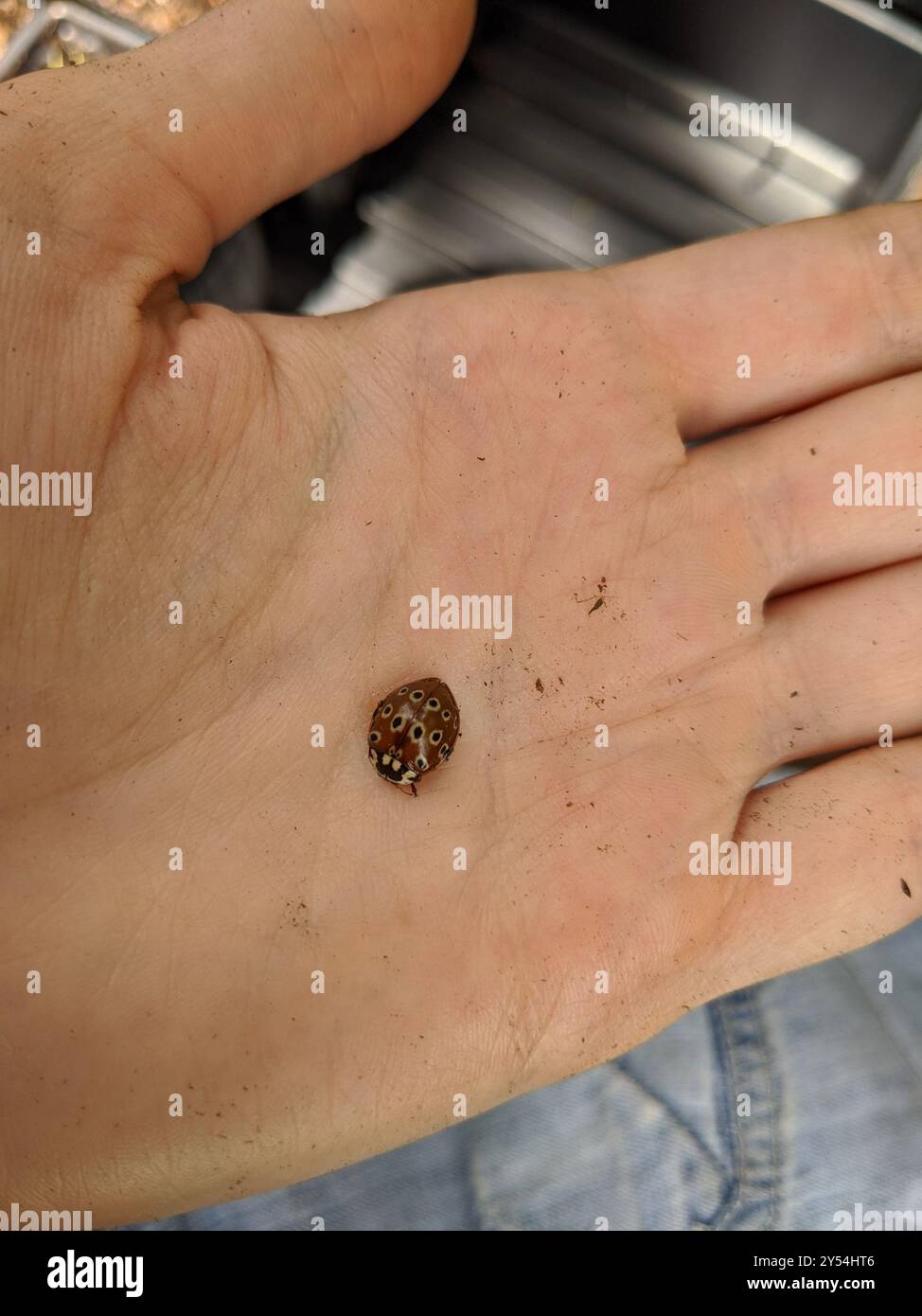 Eye-spotted Lady Beetle (Anatis mali) Insecta Stock Photo - Alamy