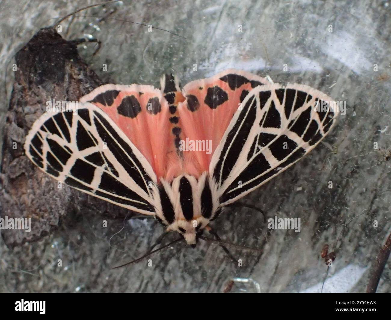 Parthenice Tiger Moth (Apantesis parthenice) Insecta Stock Photo - Alamy