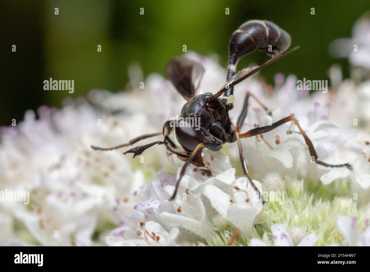 (Physocephala tibialis) Insecta Stock Photo - Alamy