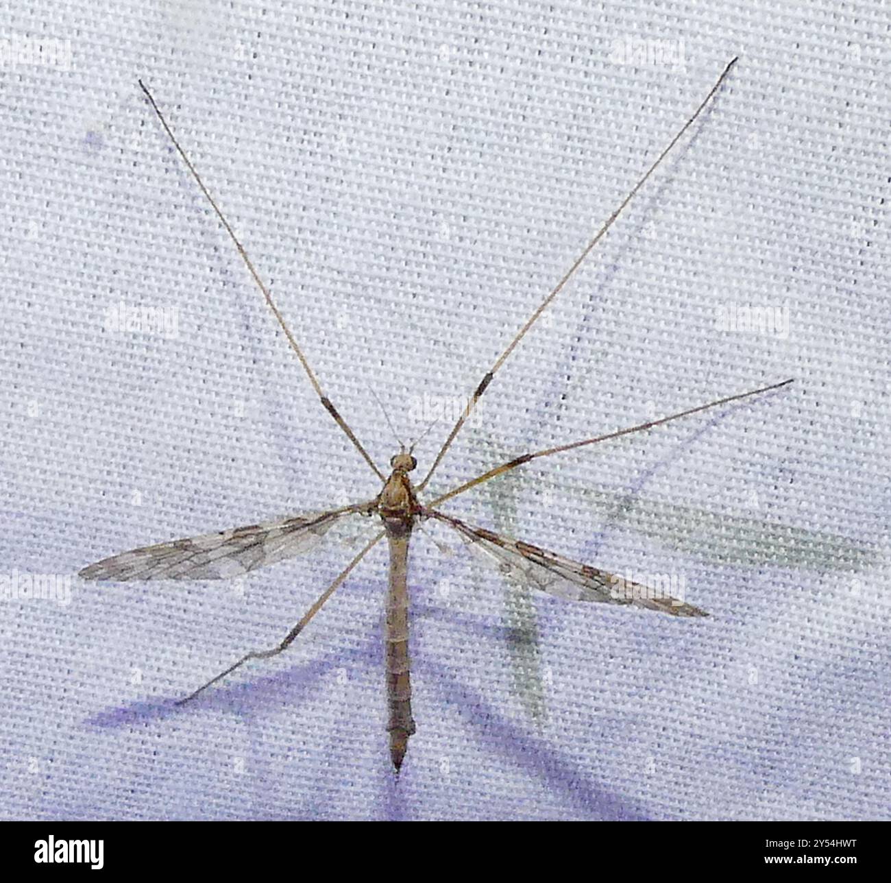 Band-winged Crane Fly (Epiphragma fasciapenne) Insecta Stock Photo - Alamy