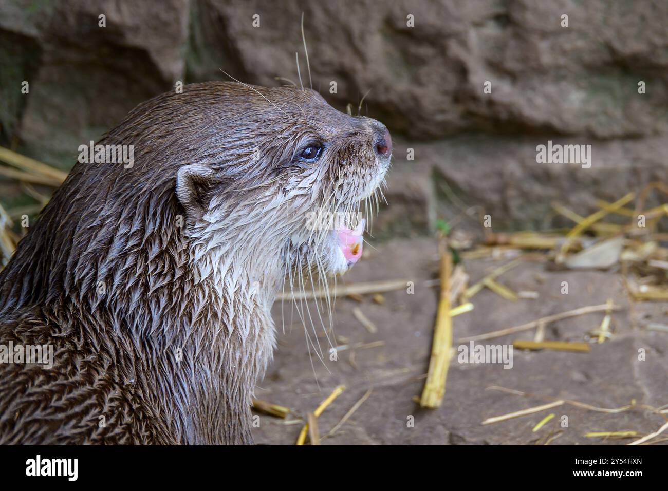 An otters head, Lutra lutra, with its mouth open showing its teeth ...