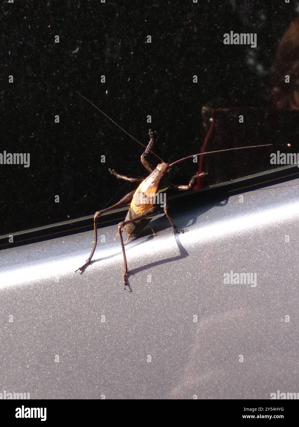 Alpine Dark Bush-cricket (Pholidoptera aptera) Insecta Stock Photo - Alamy