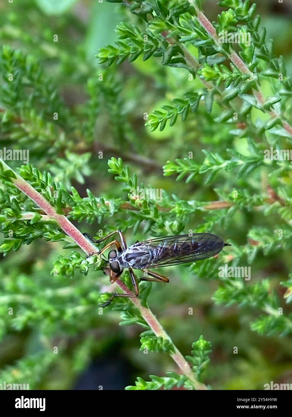 (Neomochtherus pallipes) Insecta Stock Photo - Alamy