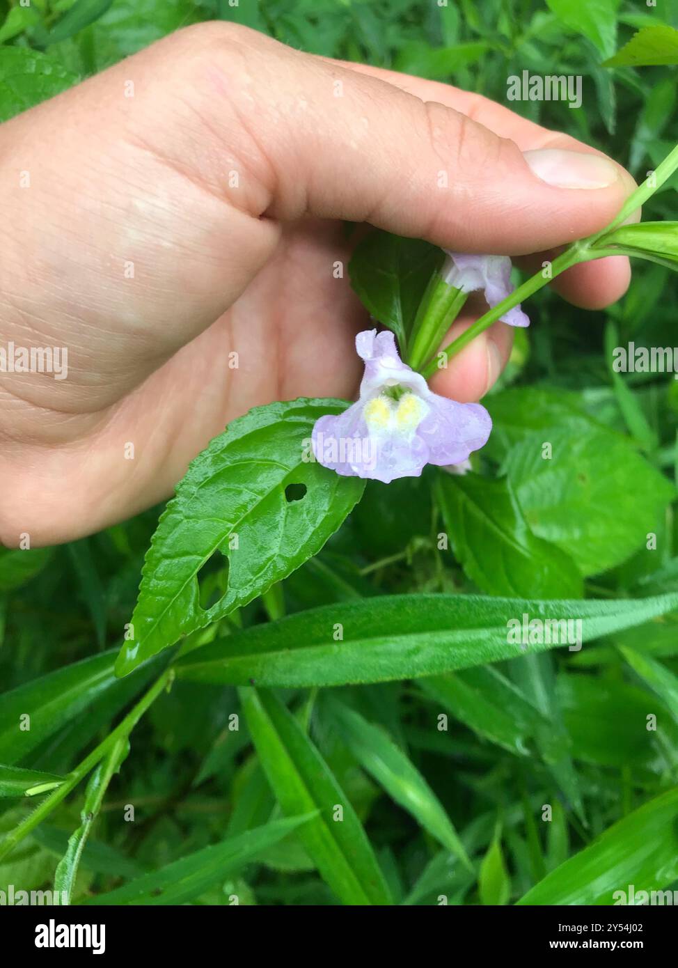 sharpwing monkeyflower (Mimulus alatus) Plantae Stock Photo - Alamy