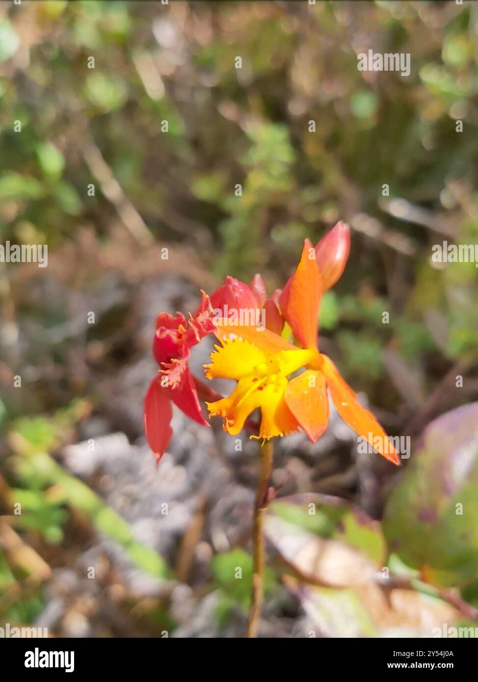 Fire-star orchid (Epidendrum radicans) Plantae Stock Photo - Alamy