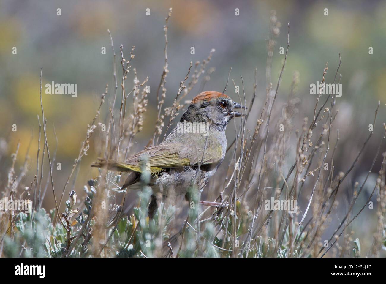 Green-tailed Towhee (Pipilo chlorurus) Aves Stock Photo - Alamy