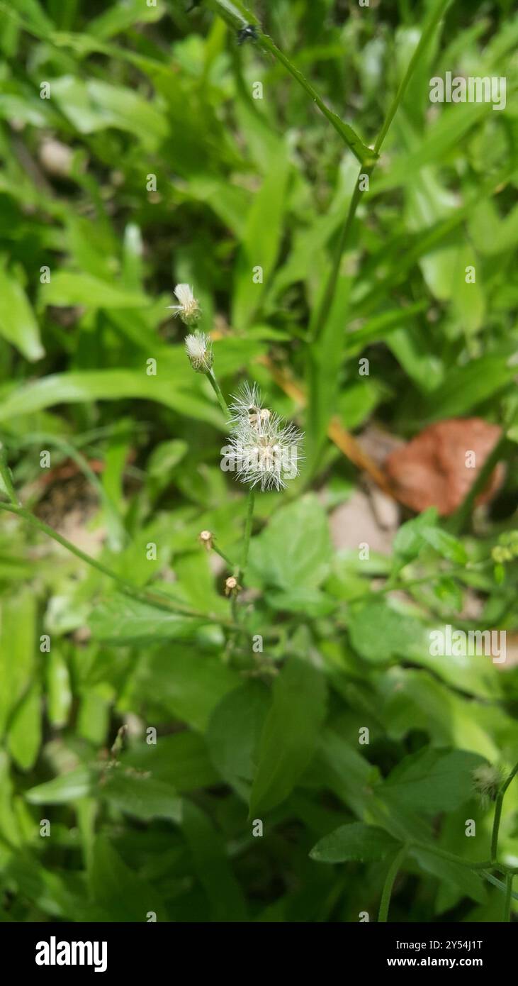 little ironweed (Cyanthillium cinereum) Plantae Stock Photo - Alamy
