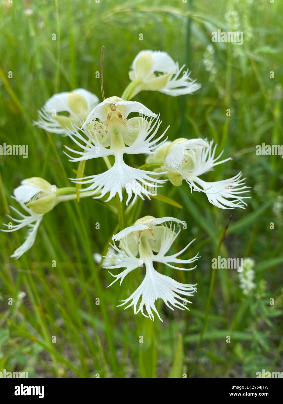 Western Prairie White Fringed Orchid (Platanthera praeclara) Plantae ...