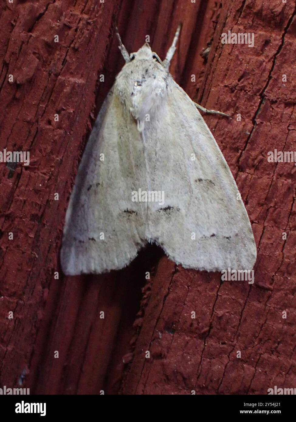Unmarked Dagger (Acronicta innotata) Insecta Stock Photo - Alamy
