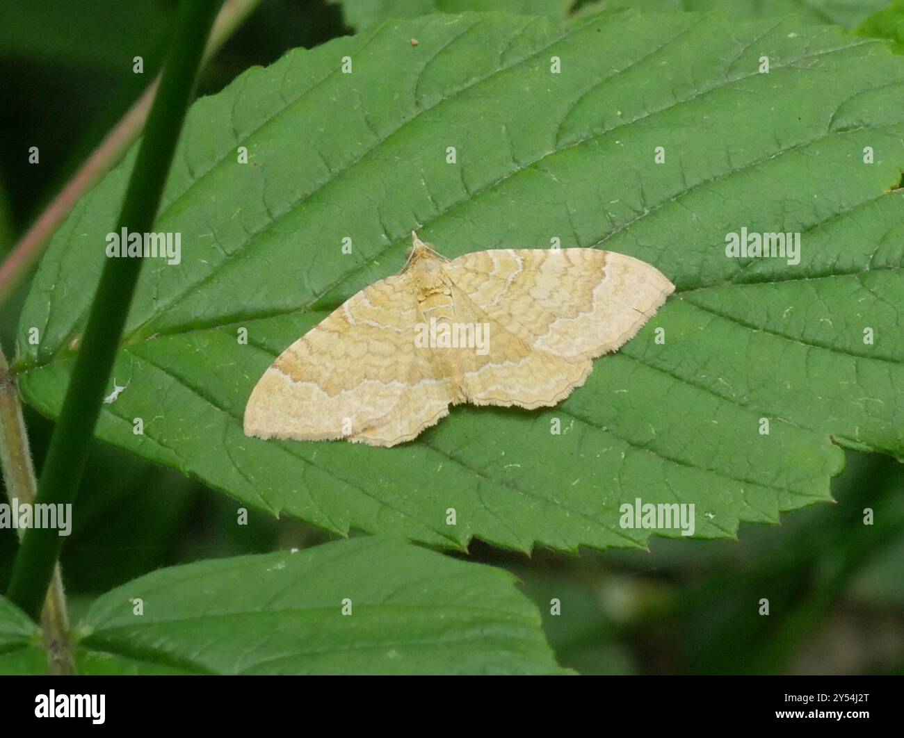 Yellow Shell Moth (Camptogramma bilineata) Insecta Stock Photo - Alamy