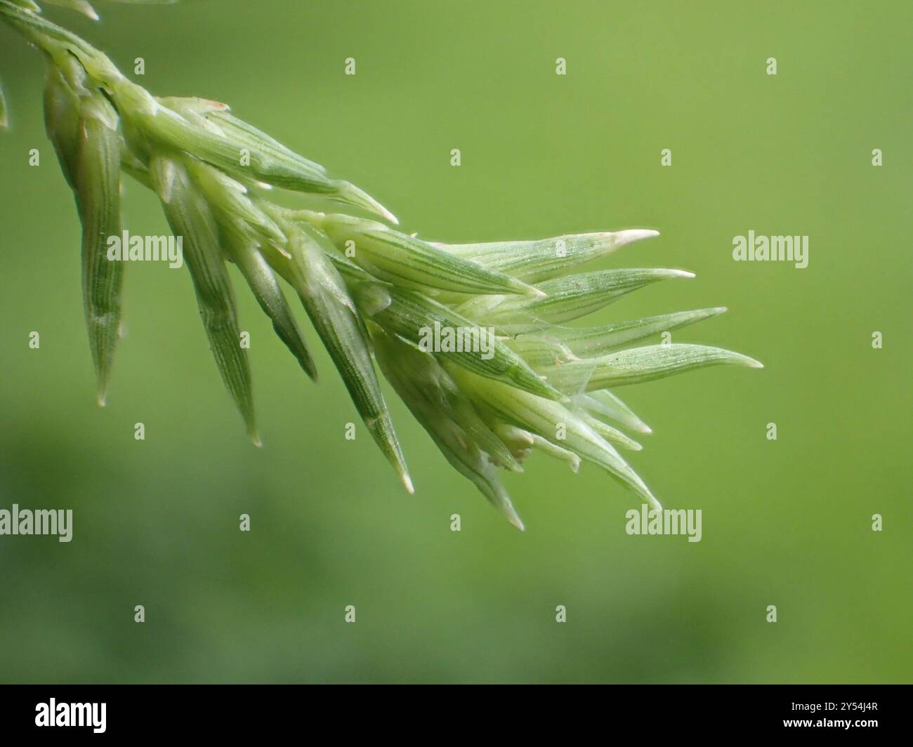 Palmgrass (Setaria palmifolia) Plantae Stock Photo - Alamy