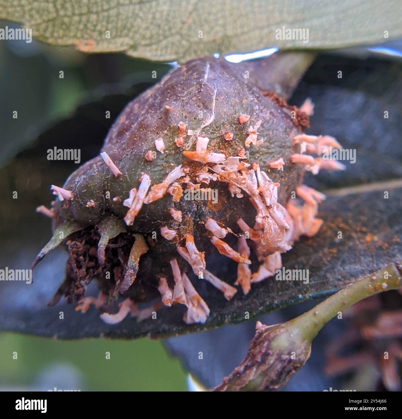 quince rust (Gymnosporangium clavipes) Fungi Stock Photo - Alamy