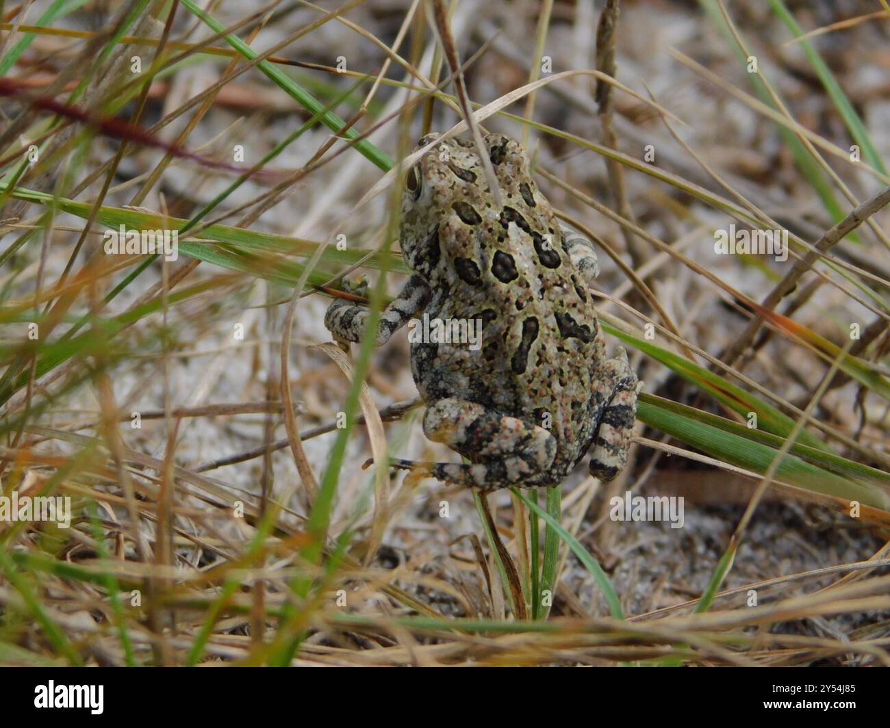 Southern Toad (Anaxyrus terrestris) Amphibia Stock Photo - Alamy