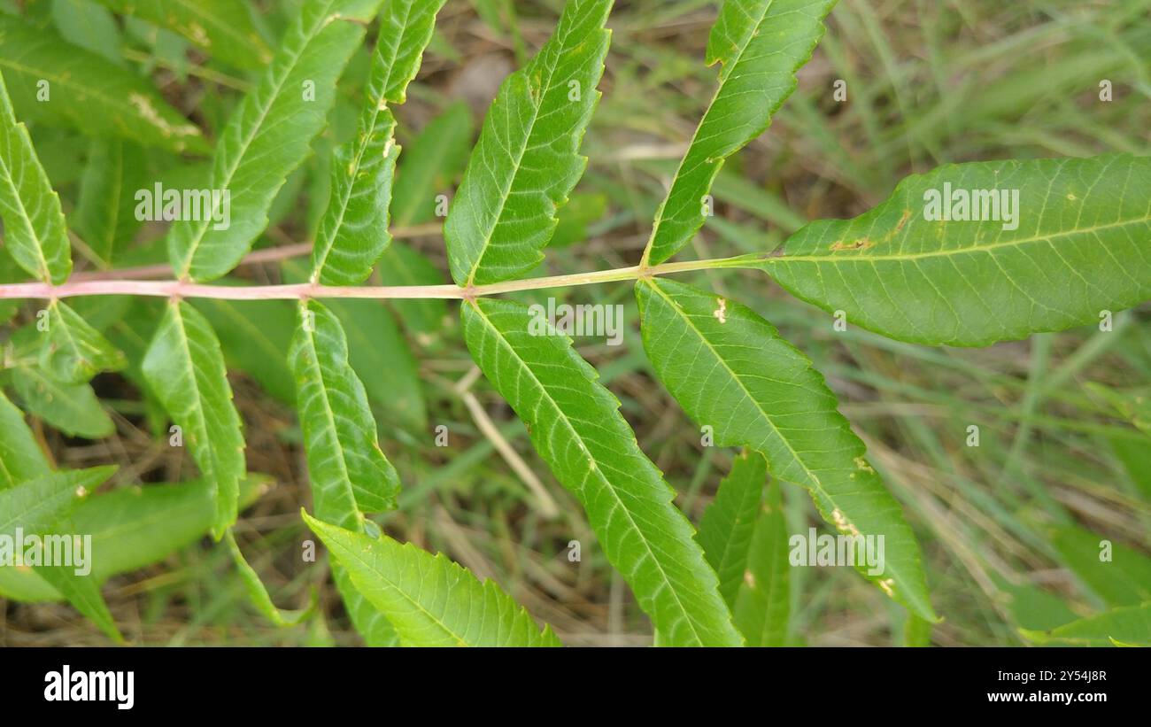 smooth sumac (Rhus glabra) Plantae Stock Photo - Alamy