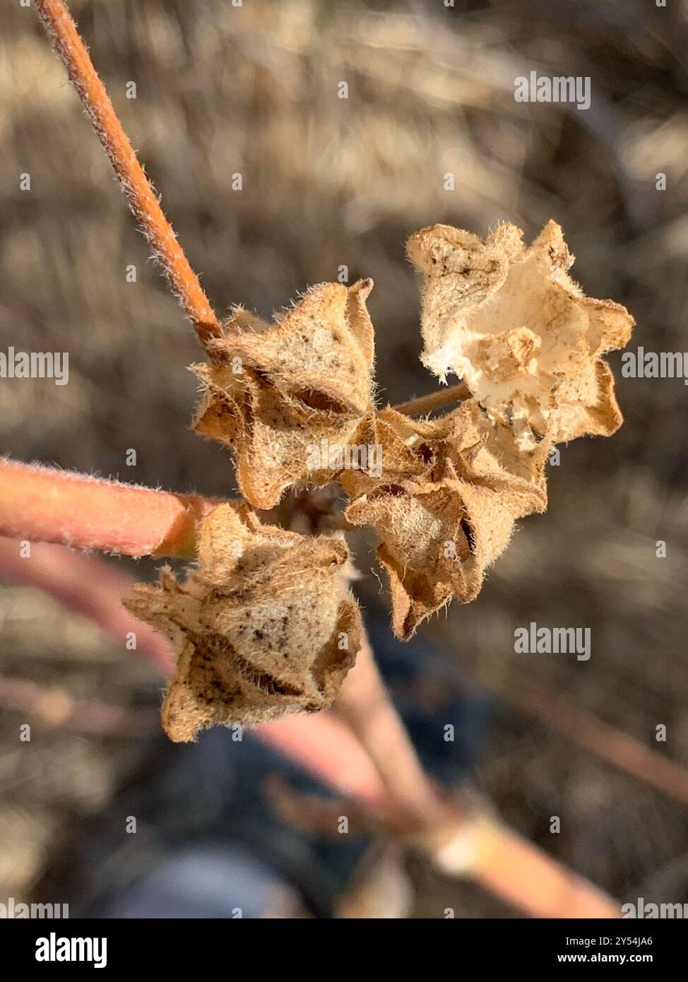Cretan mallow (Malva multiflora) Plantae Stock Photo - Alamy
