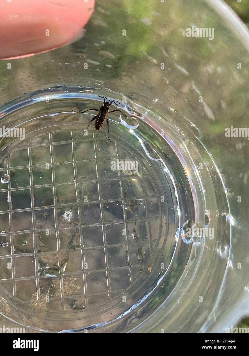 Water Crickets (Velia) Insecta Stock Photo - Alamy