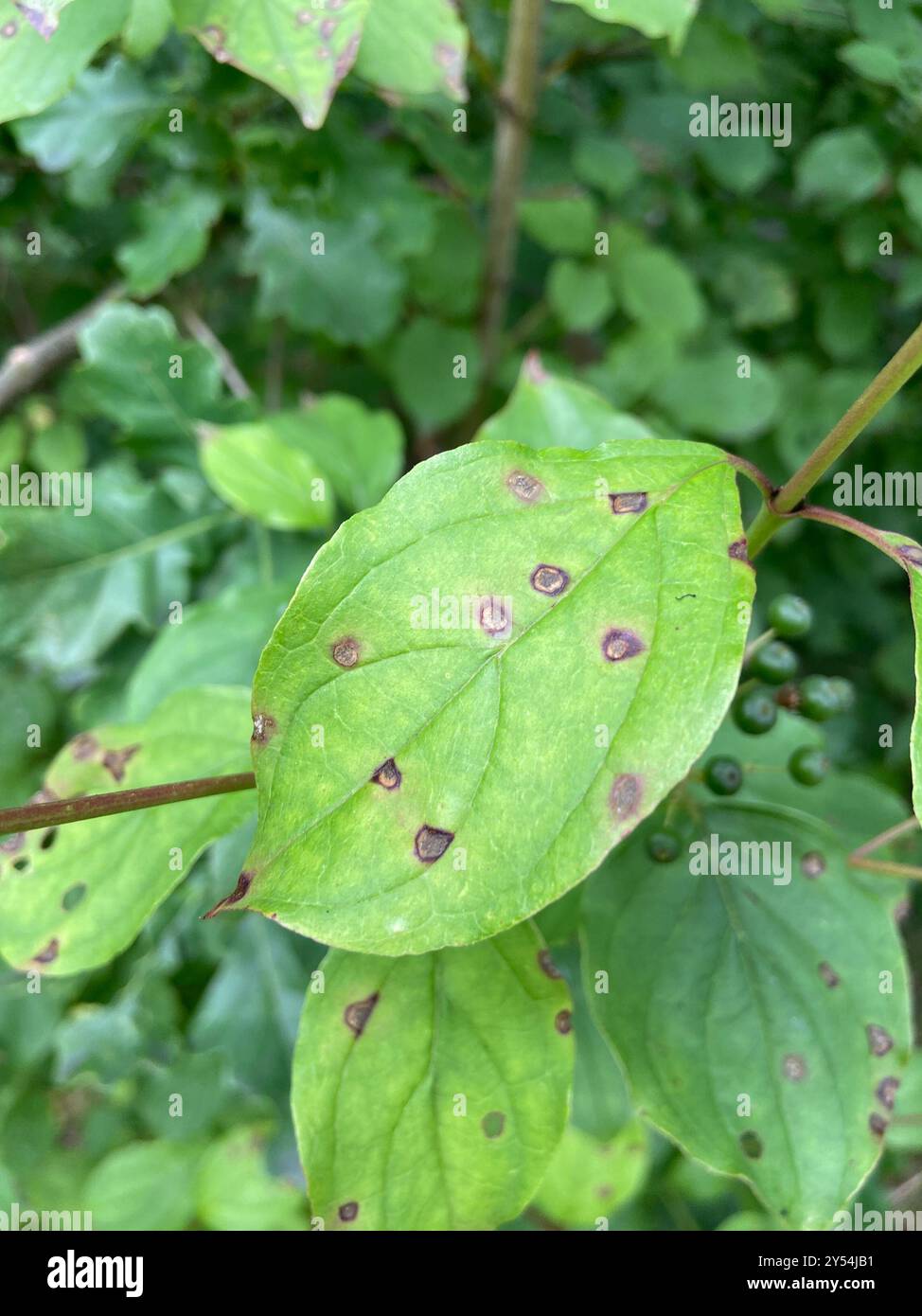 dogwood leaf spot (Sphaerulina cornicola) Fungi Stock Photo - Alamy