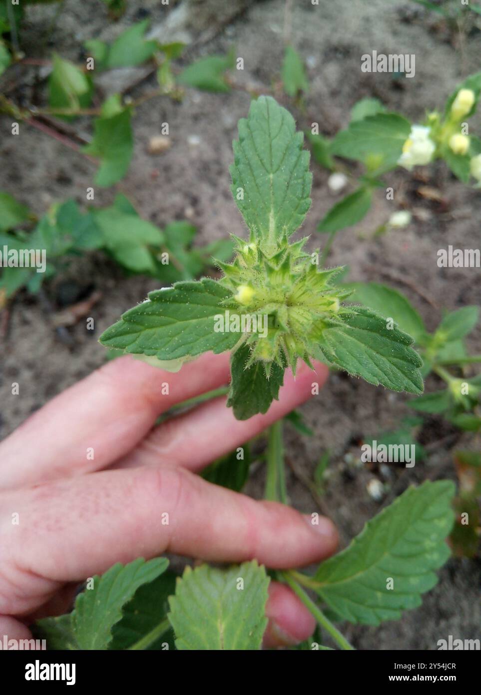 Downy Hemp-nettle (Galeopsis segetum) Plantae Stock Photo - Alamy