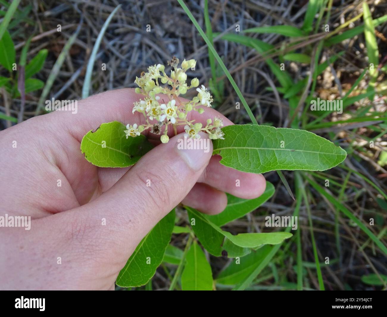 Gopher apple (Geobalanus oblongifolius) Plantae Stock Photo - Alamy