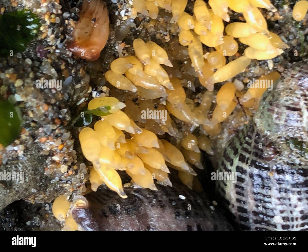 Angular Unicorn (Acanthinucella spirata) Mollusca Stock Photo - Alamy