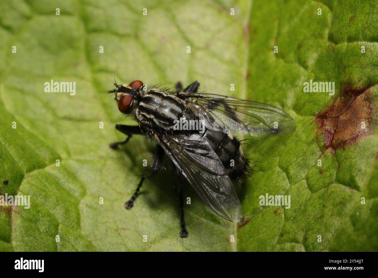 Common Flesh Flies (Sarcophaga) Insecta Stock Photo - Alamy