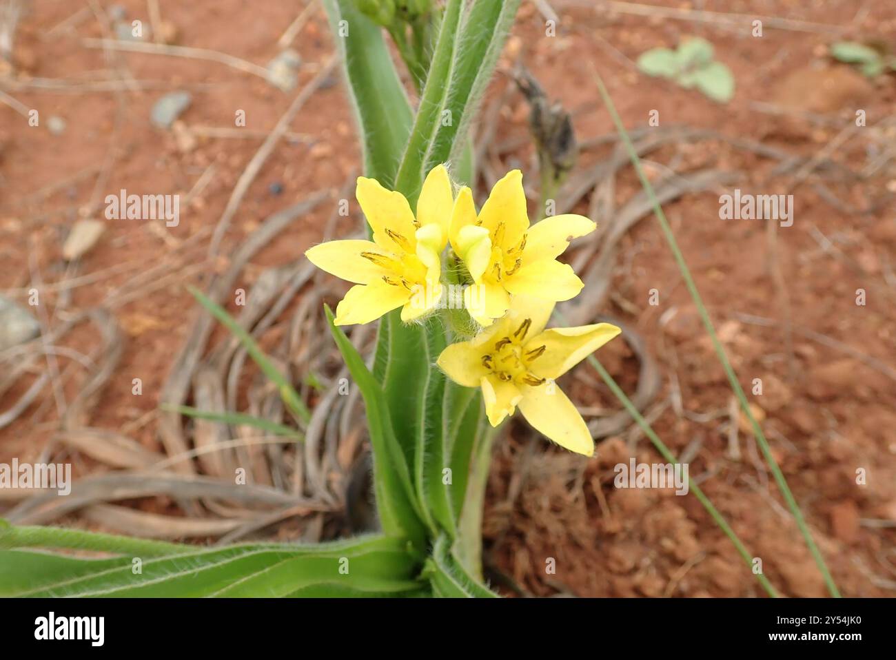 African Stargrass (Hypoxis hemerocallidea) Plantae Stock Photo - Alamy