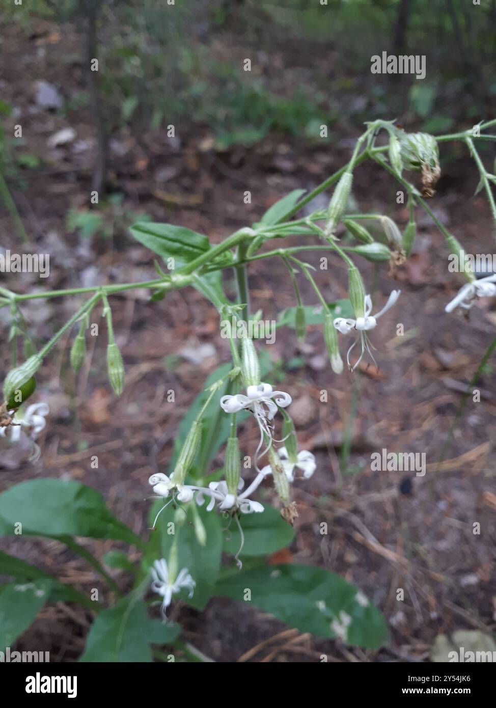 Nottingham Catchfly (Silene nutans) Plantae Stock Photo - Alamy