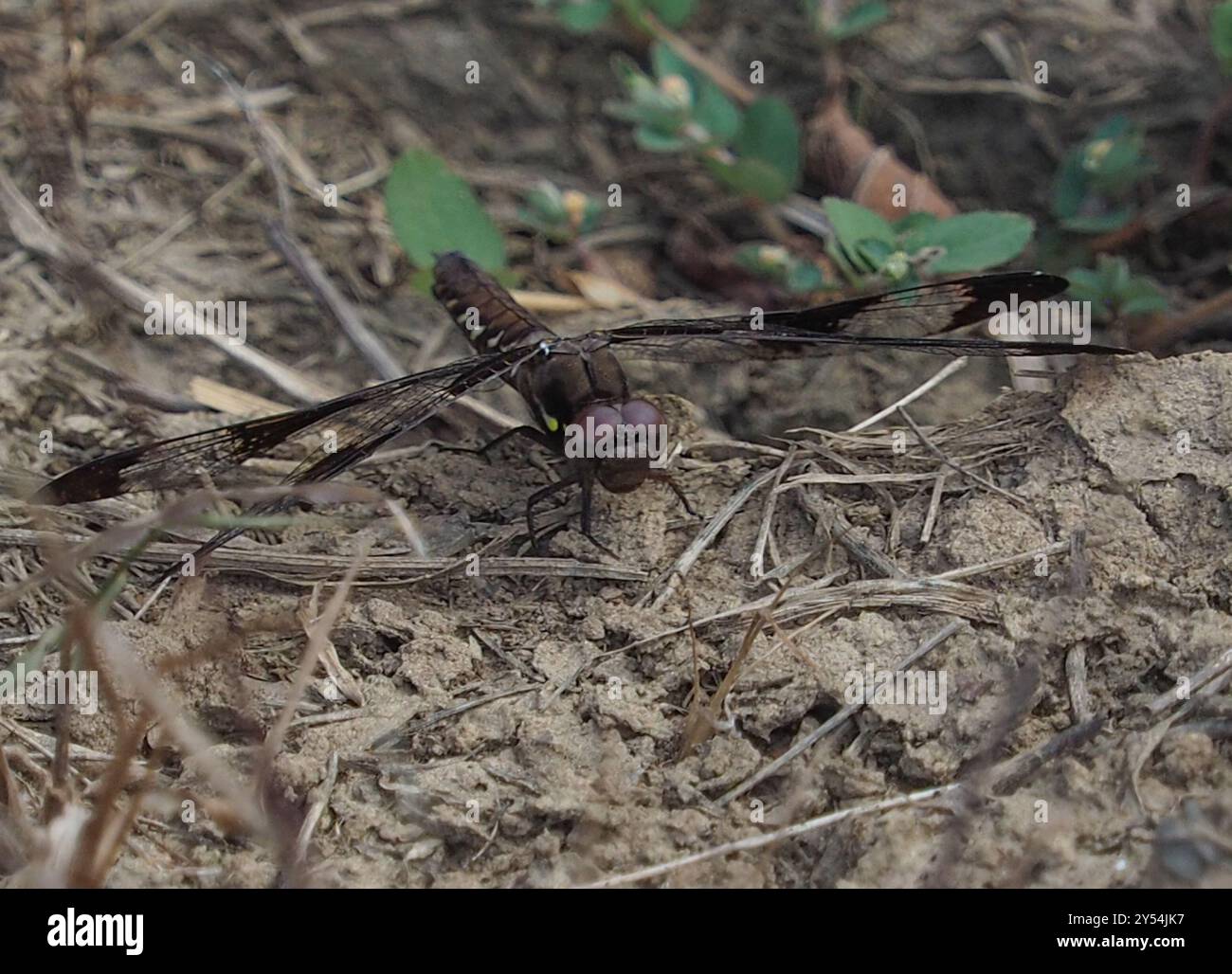 Common Whitetail (Plathemis lydia) Insecta Stock Photo - Alamy