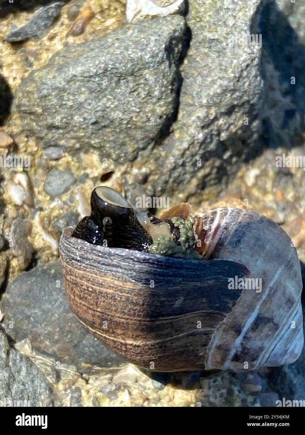 Common Periwinkle (Littorina littorea) Mollusca Stock Photo - Alamy