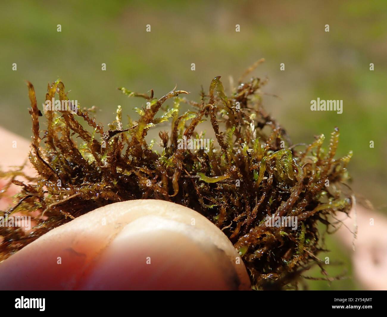 Kneiff's hook-moss (Drepanocladus aduncus) Plantae Stock Photo - Alamy