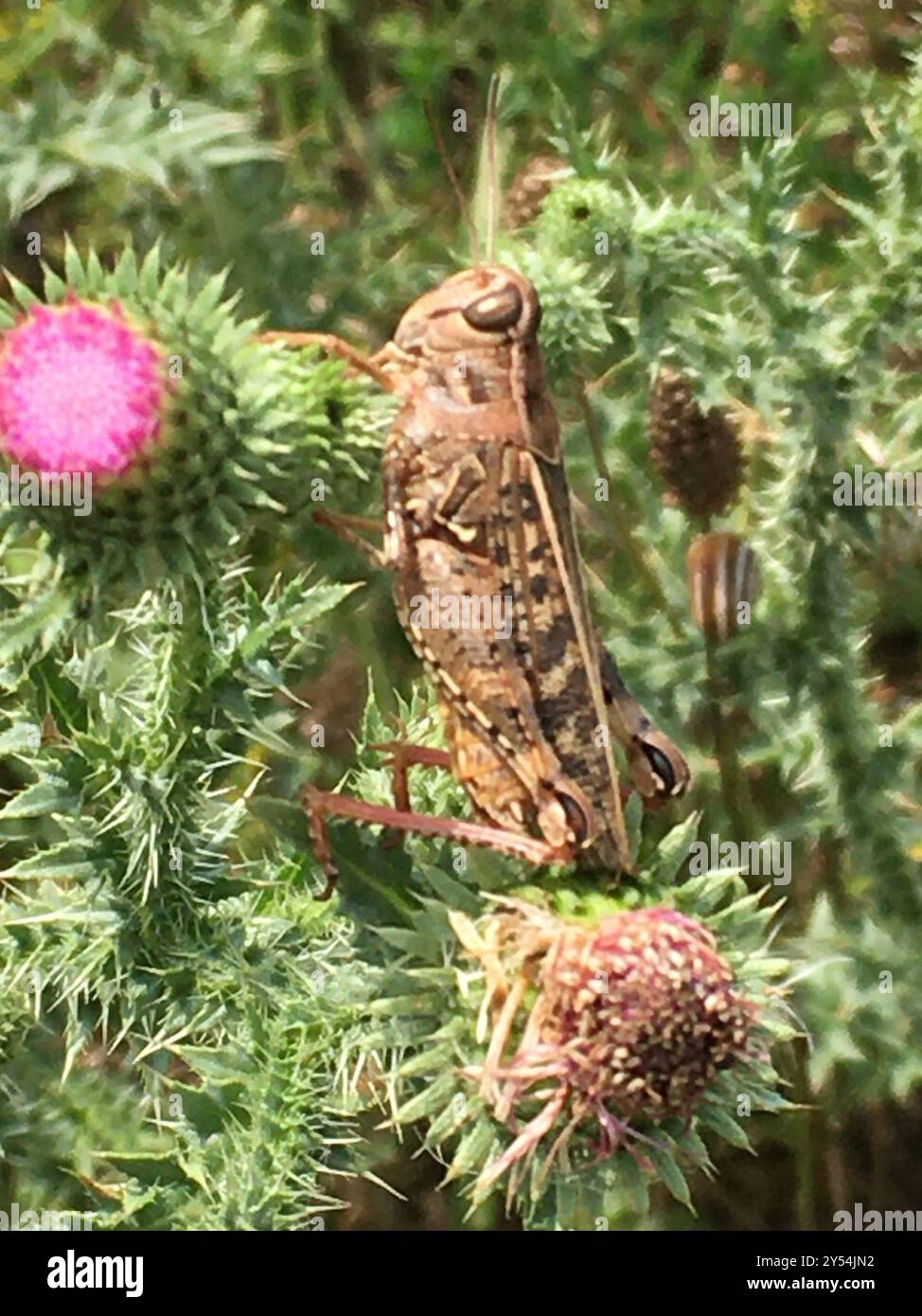 Italian locust (Calliptamus italicus) Insecta Stock Photo - Alamy
