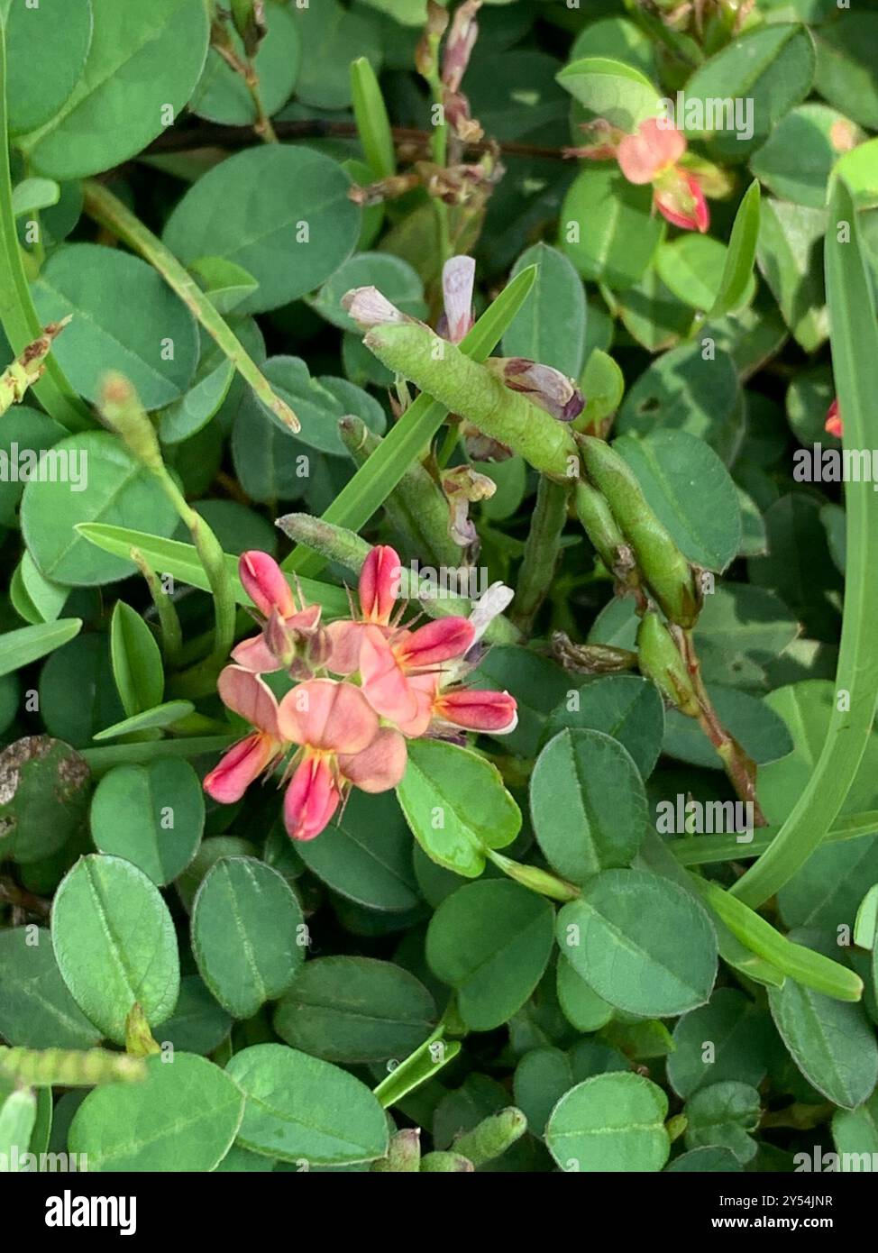 White Moneywort (Alysicarpus vaginalis) Plantae Stock Photo - Alamy