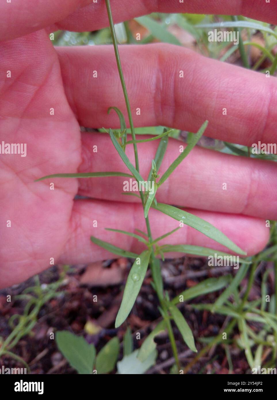 Annual toadflax hi-res stock photography and images - Alamy