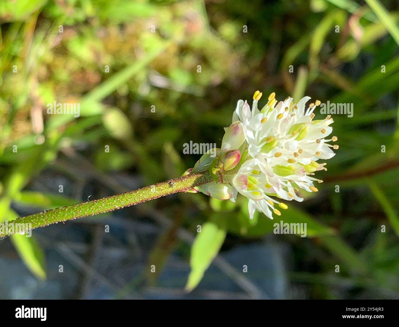 western false asphodel (Triantha occidentalis) Plantae Stock Photo - Alamy