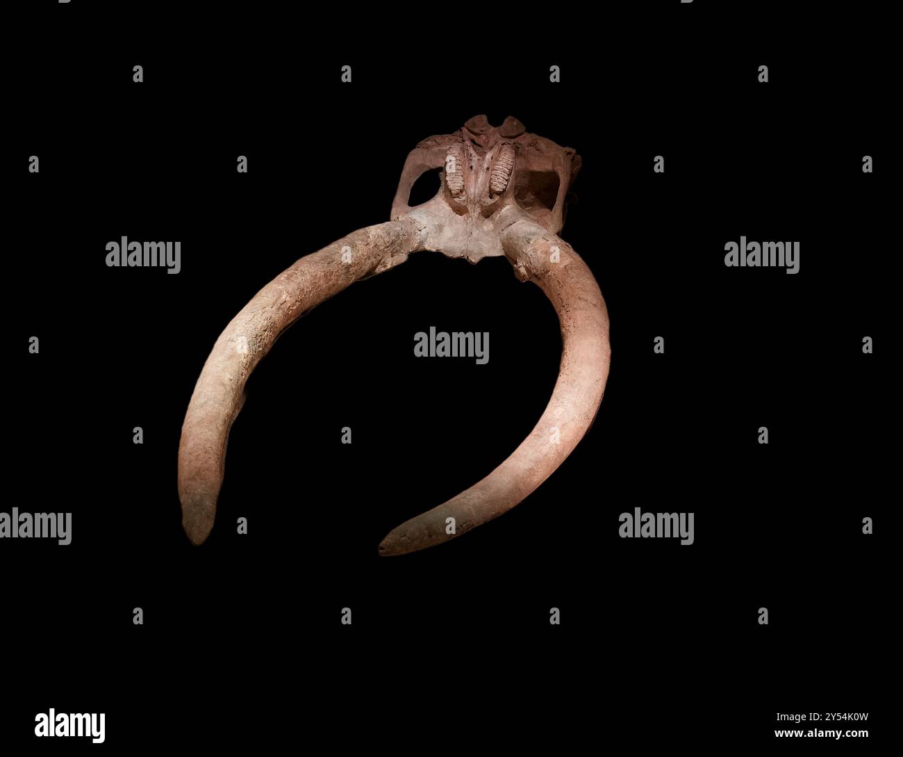 the skull of a mammoth, a prehistoric animal with a huge body structure ...