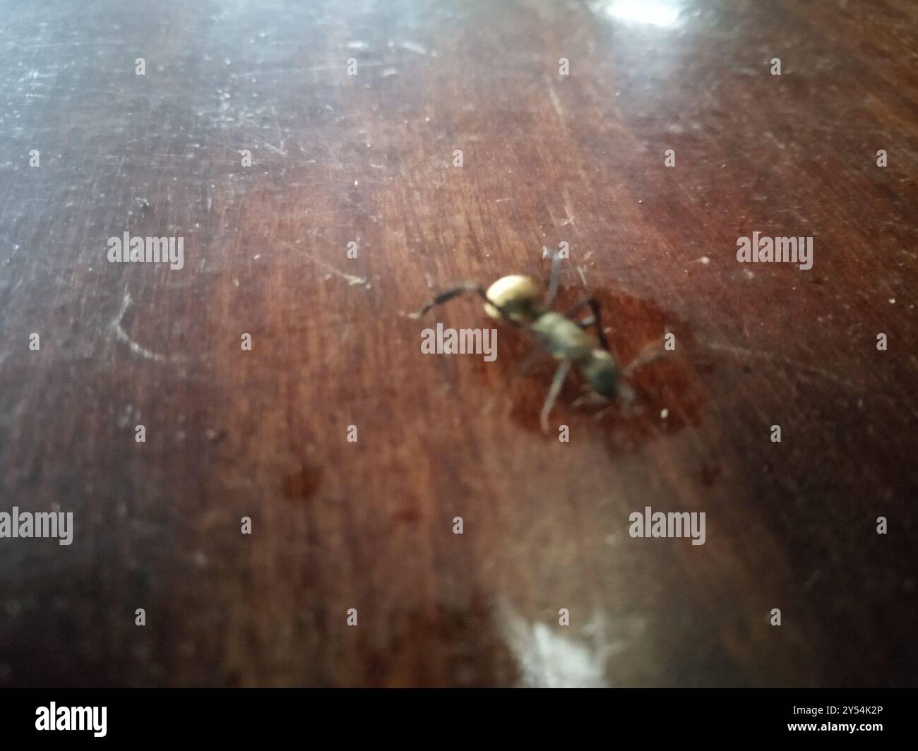 Shimmering Golden Sugar ant (Camponotus sericeiventris) Insecta Stock ...