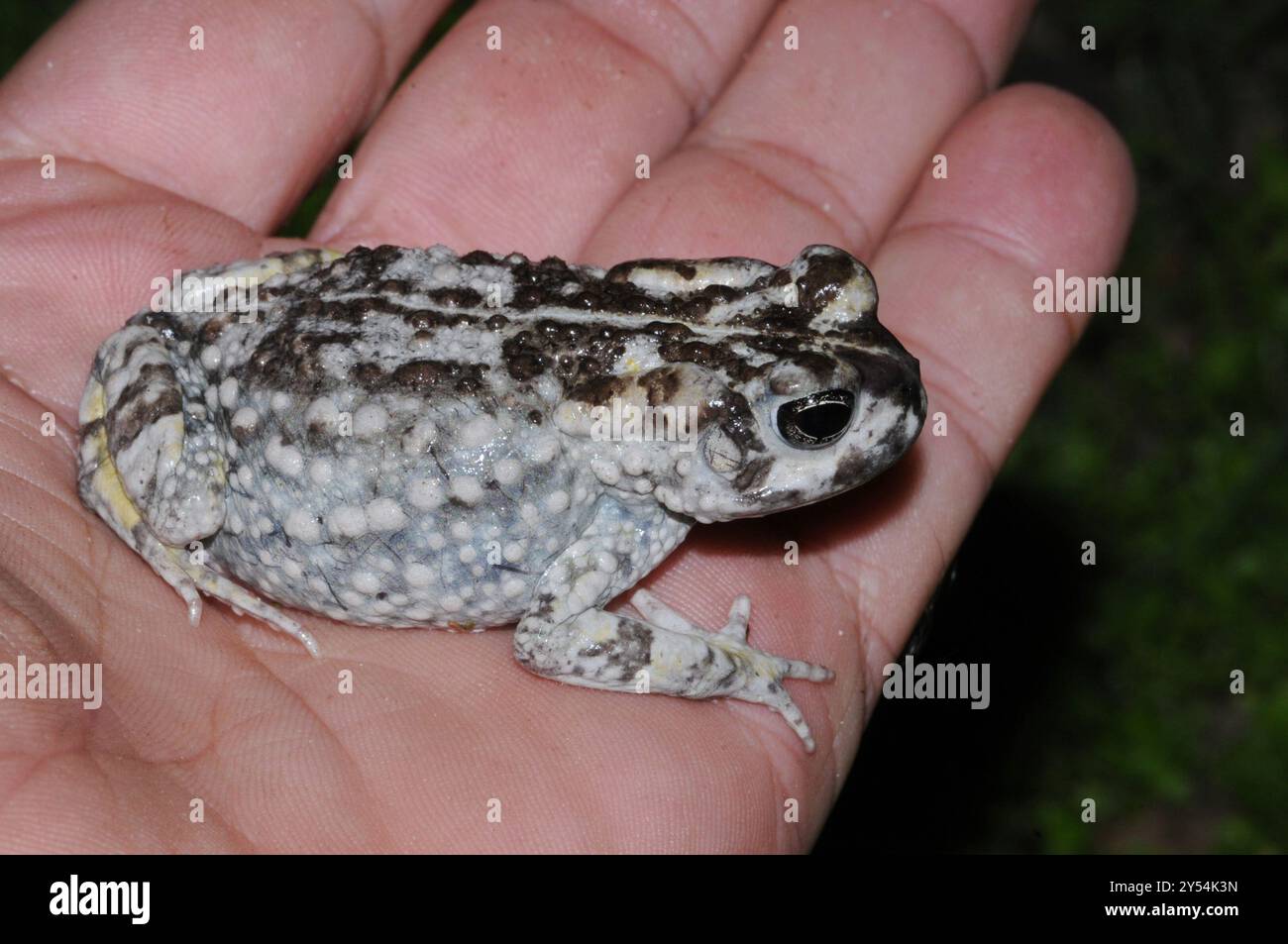Sand Toad (Vandijkophrynus angusticeps) Amphibia Stock Photo - Alamy