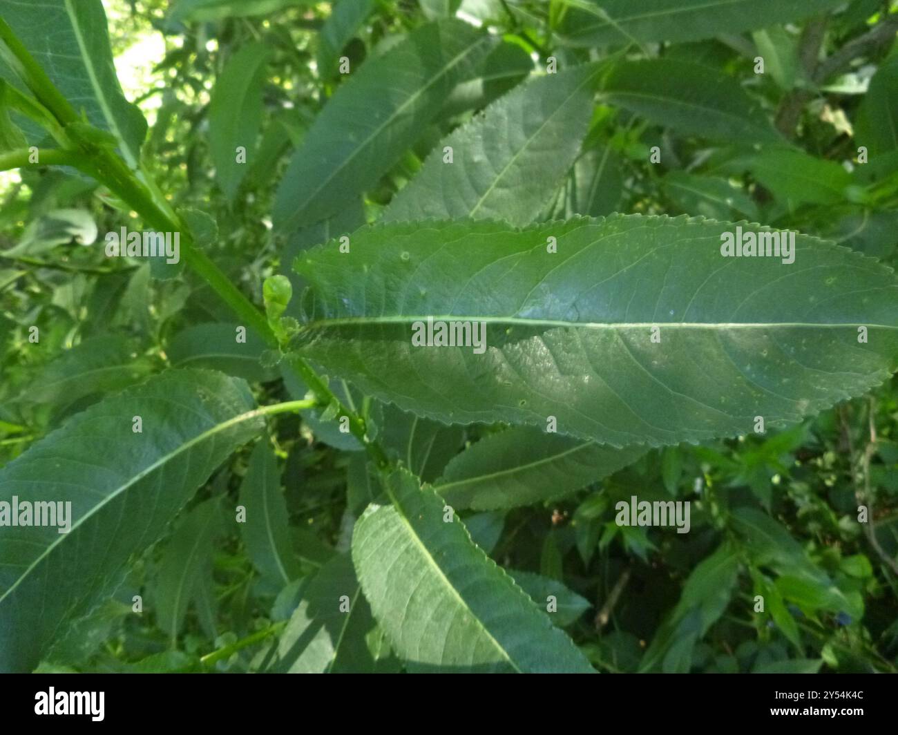 Almond Willow (Salix triandra) Plantae Stock Photo - Alamy