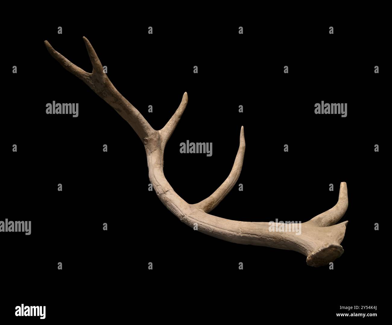 white horn of a prehistoric deer isolated on a black background Stock ...