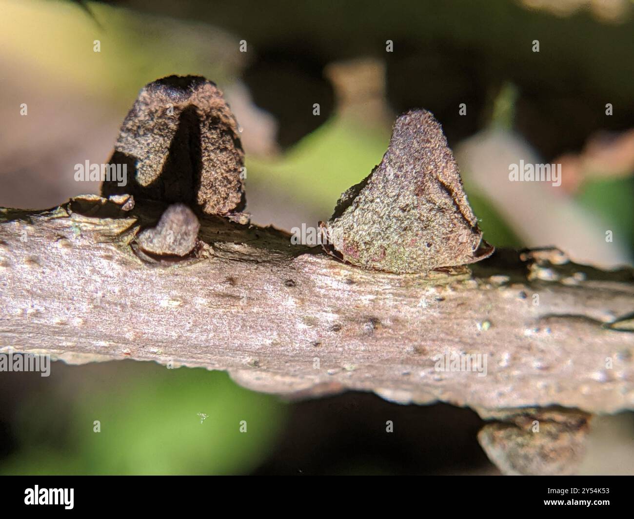Oak Rough Bulletgall Wasp (Disholcaspis quercusmamma) Insecta Stock ...