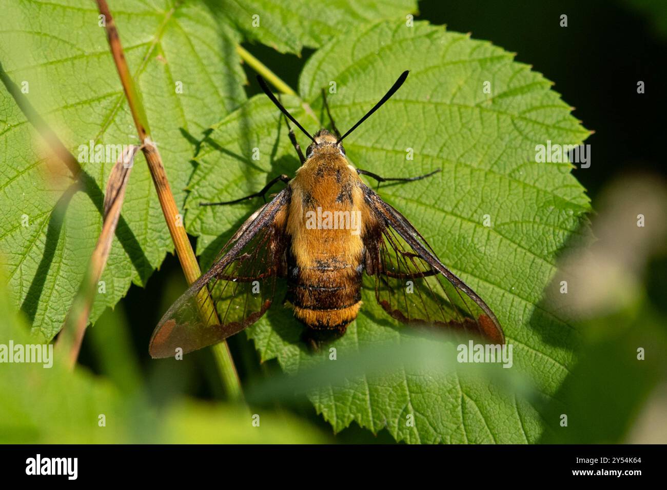Snowberry Clearwing (Hemaris diffinis) Insecta Stock Photo - Alamy
