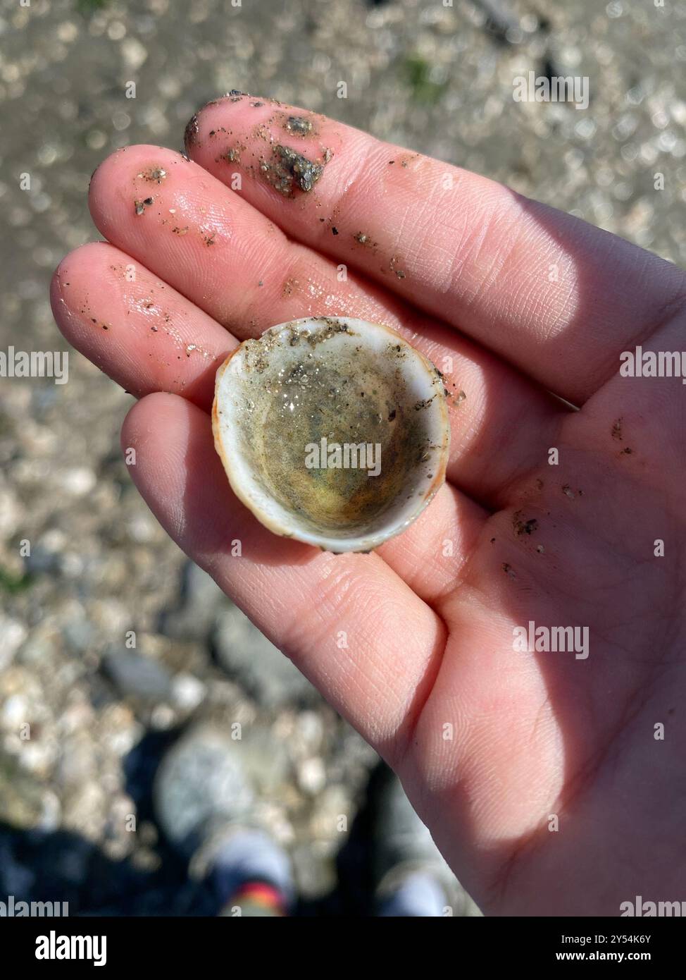 Whitecap Limpet (Acmaea mitra) Mollusca Stock Photo - Alamy