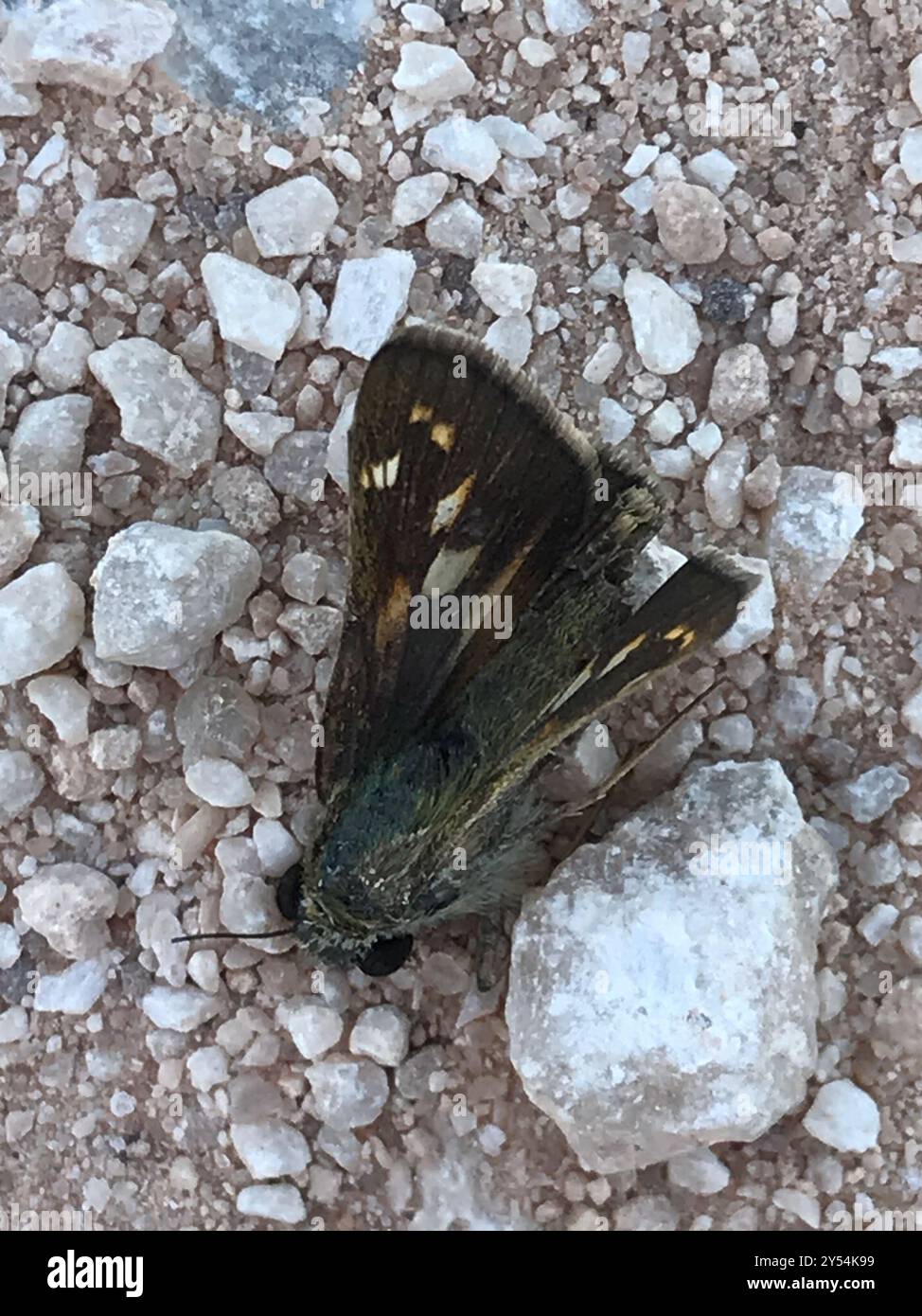 Huron Sachem (Atalopedes huron) Insecta Stock Photo - Alamy